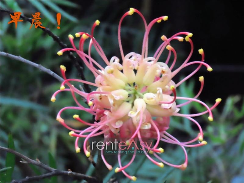 Lok Fu, Luen Hop Building Apartments / Flats / Units to Rent - RentEasy